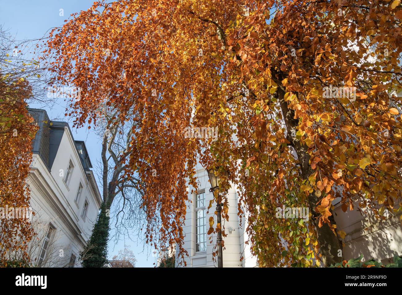 Red beech tree leaves hi-res stock photography and images - Alamy