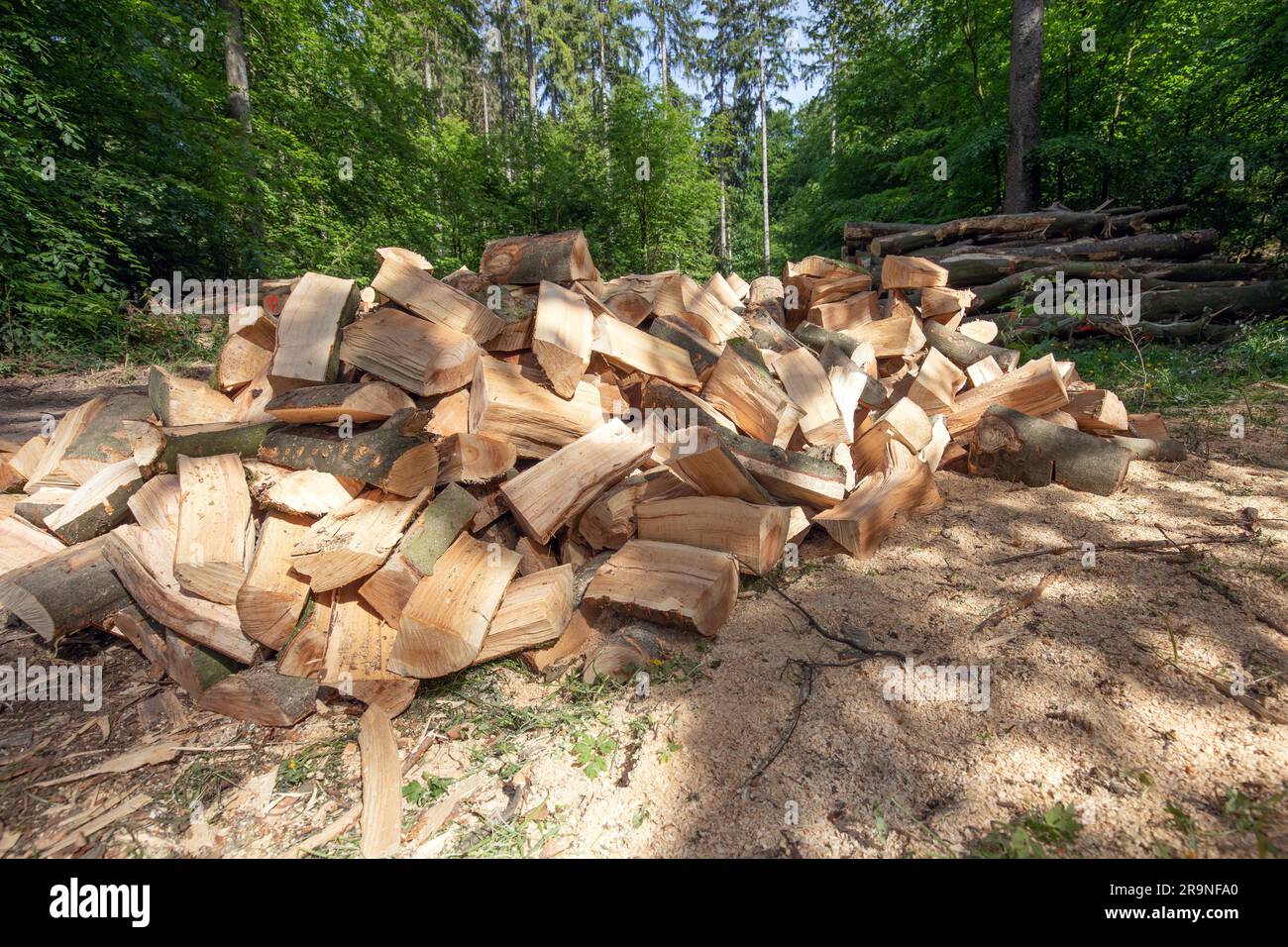 a pile of chopped logs in front of a stack of logs in the forest Stock ...
