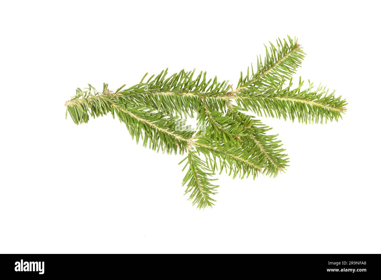 Spruce branch isolated on white background. High resolution photo. Full ...