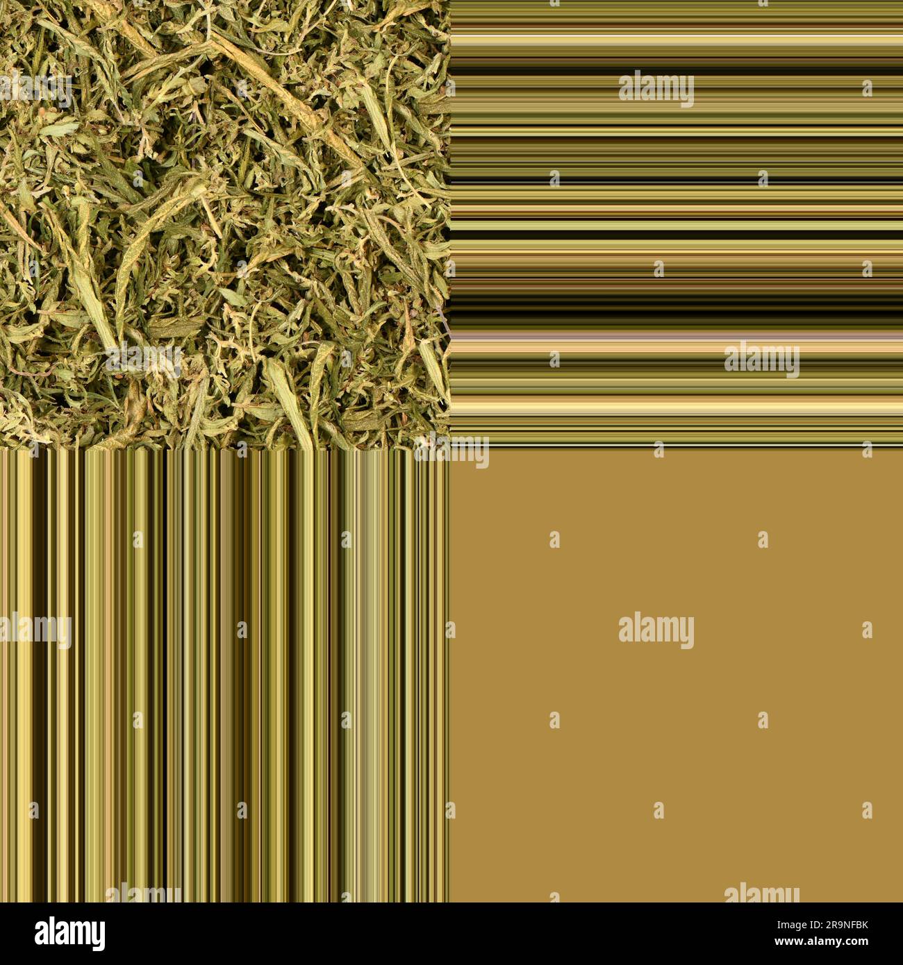 Seamless long banner, Dry cannabis leaves. Medical cannabis. High ...