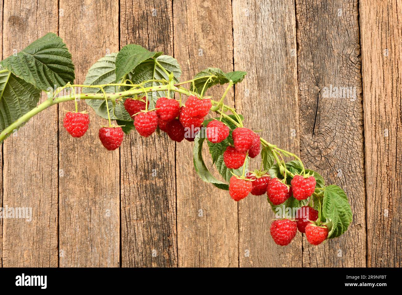 Raspberry twig with leaves isolated on dark wood background. High ...