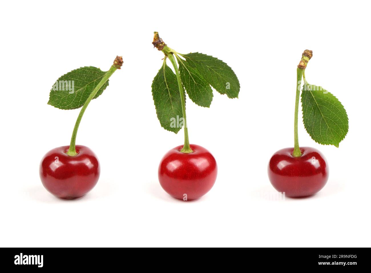 Collection of cherries with green leaf isolated on white background ...