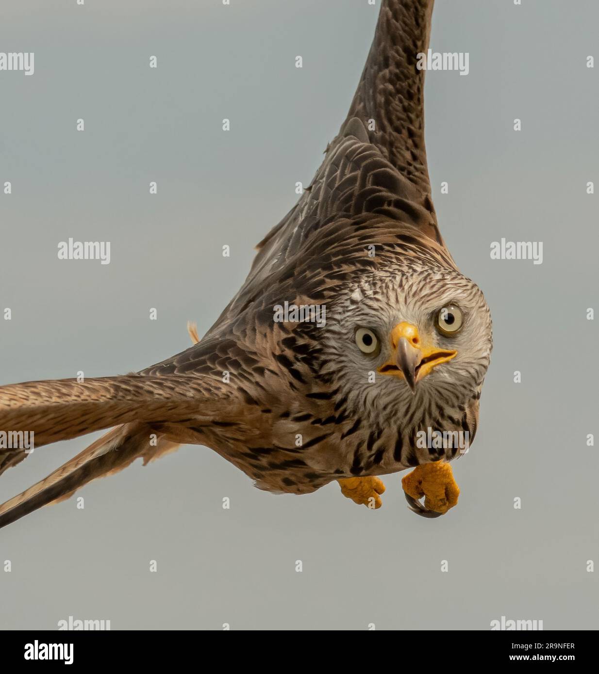 A close up of a red kite. WALES; UK: SURREAL photographs have shown the ...