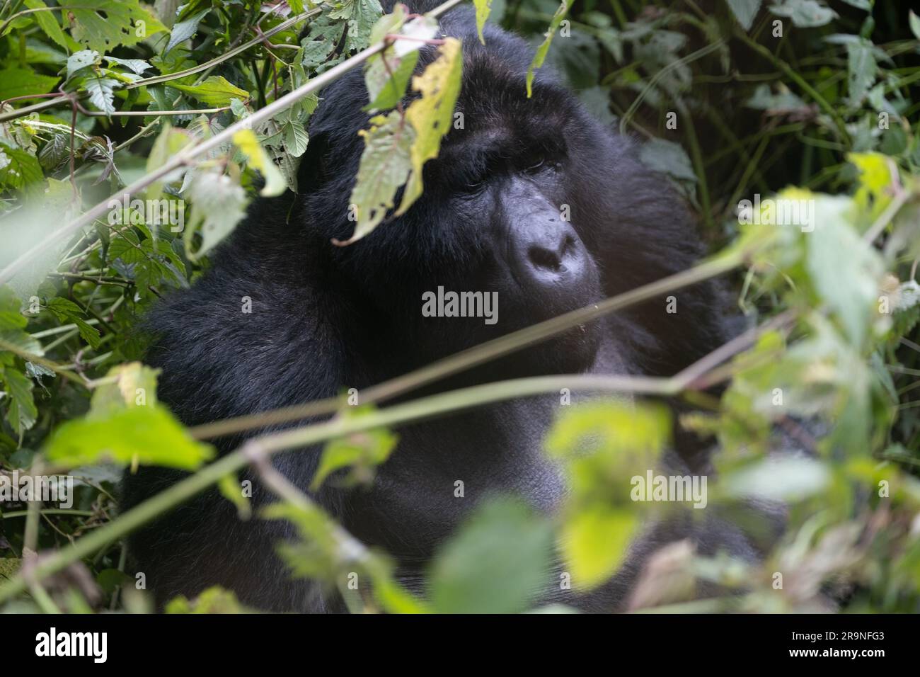 great silverback Mountain Gorilla, in the Bwindi National Park in ...