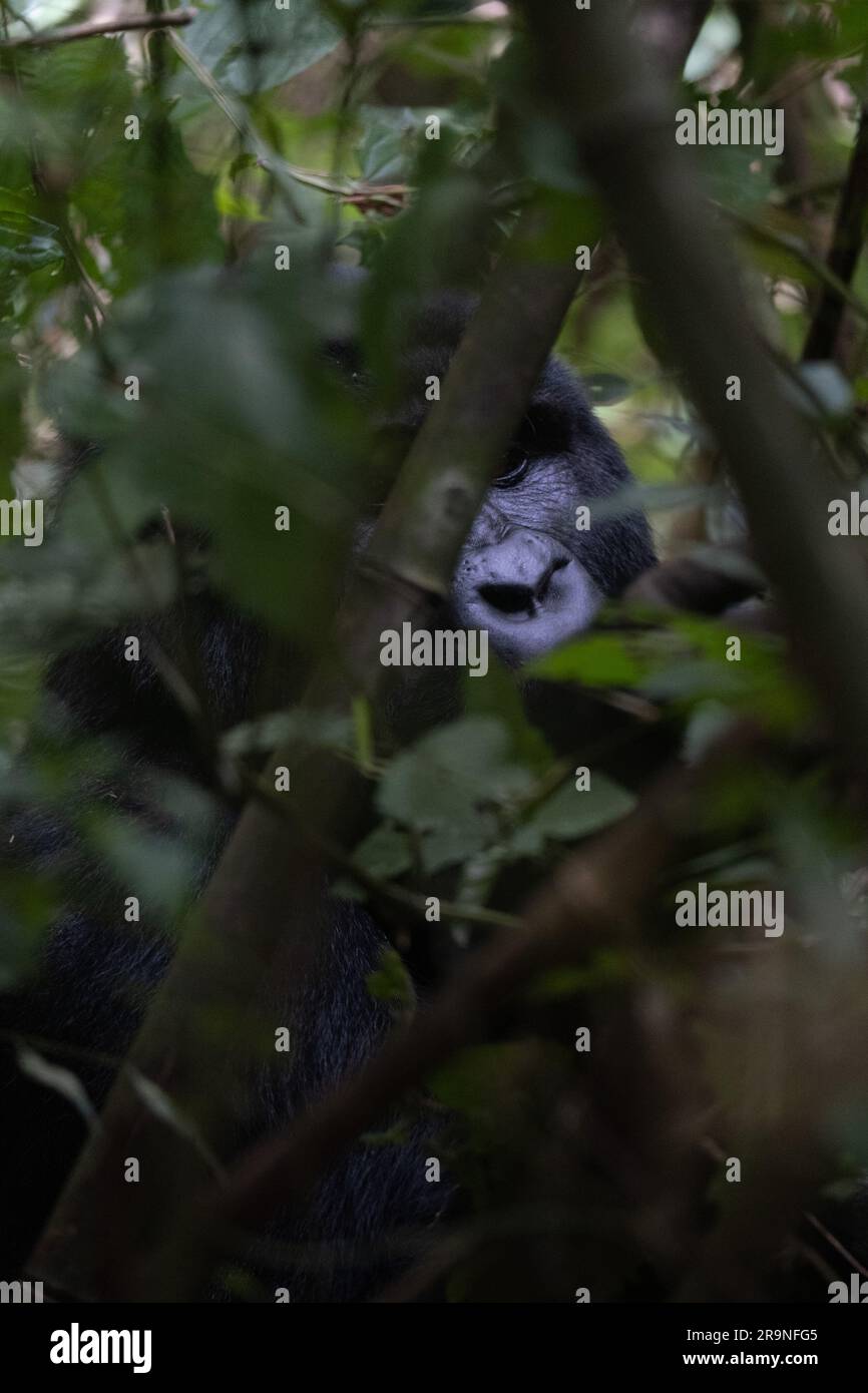 great silverback Mountain Gorilla, in the Bwindi National Park in ...