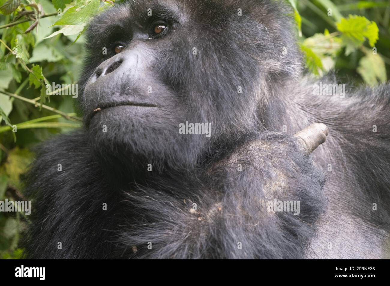 great silverback Mountain Gorilla, in the Bwindi National Park in ...