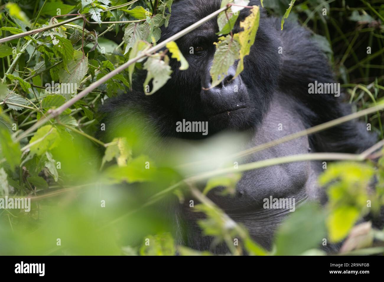 great silverback Mountain Gorilla, in the Bwindi National Park in ...