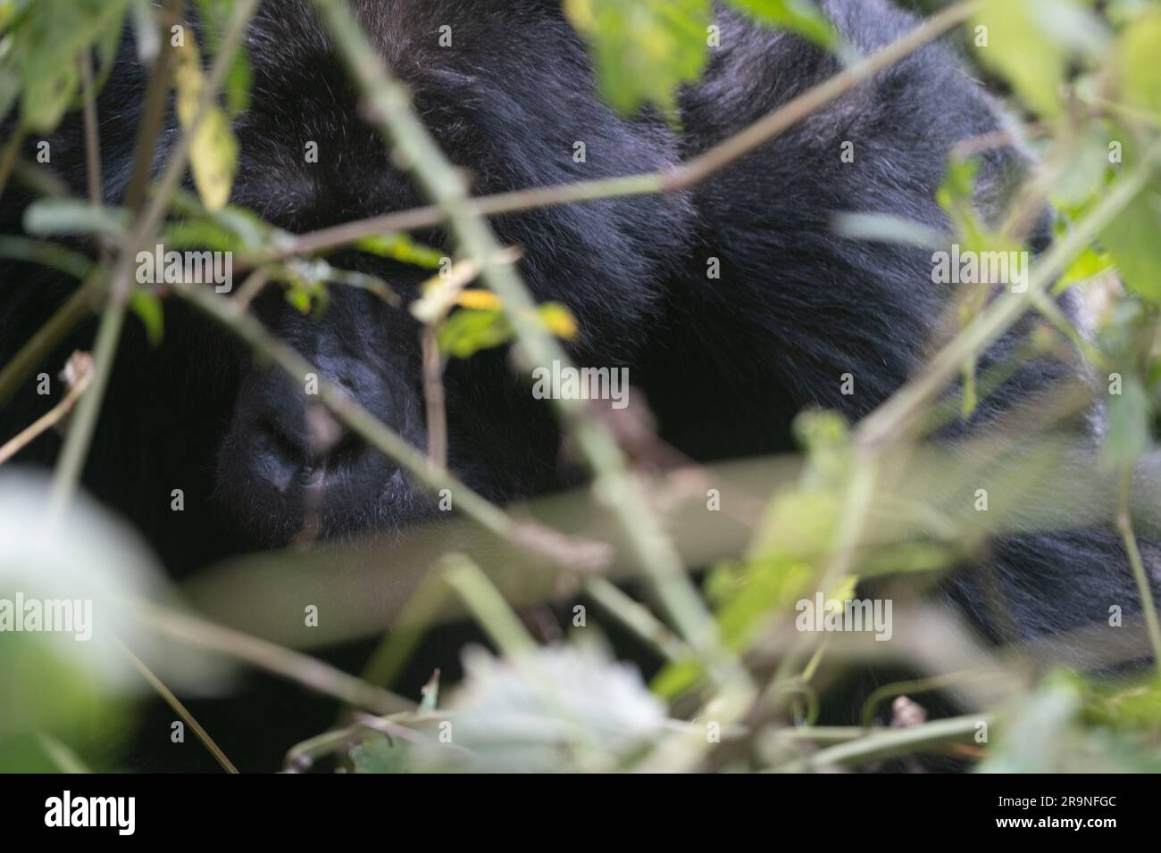 great silverback Mountain Gorilla, in the Bwindi National Park in ...