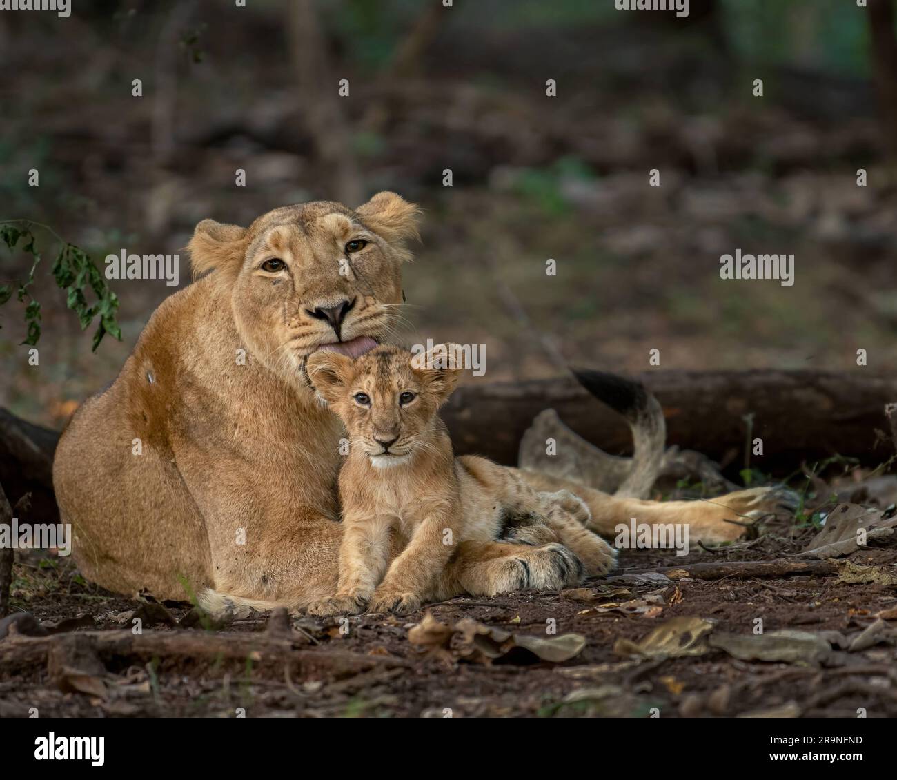 The lioness in an embrace with her cub. GIR NATIONAL PARK; INDIA: RARE ...