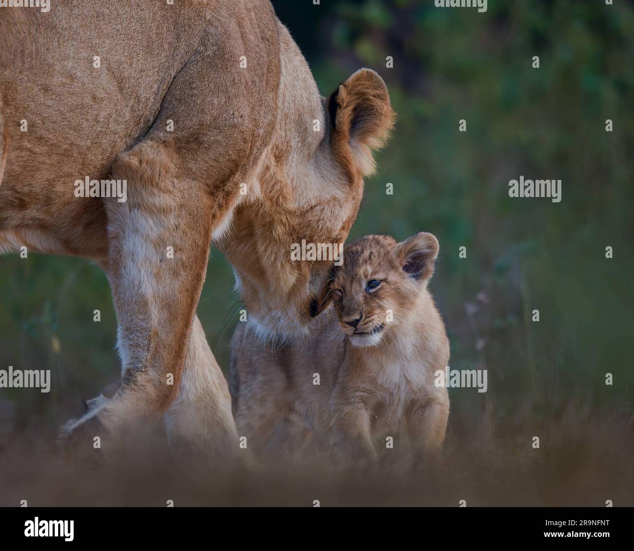 A lioness nuzzles the cub. GIR NATIONAL PARK; INDIA: RARE and beautiful ...