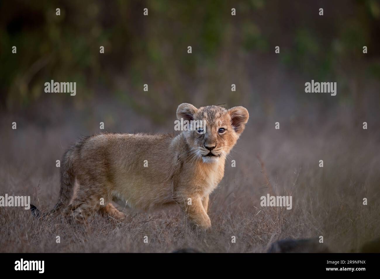 A beautiful portrait of the lion cub. GIR NATIONAL PARK; INDIA: RARE ...