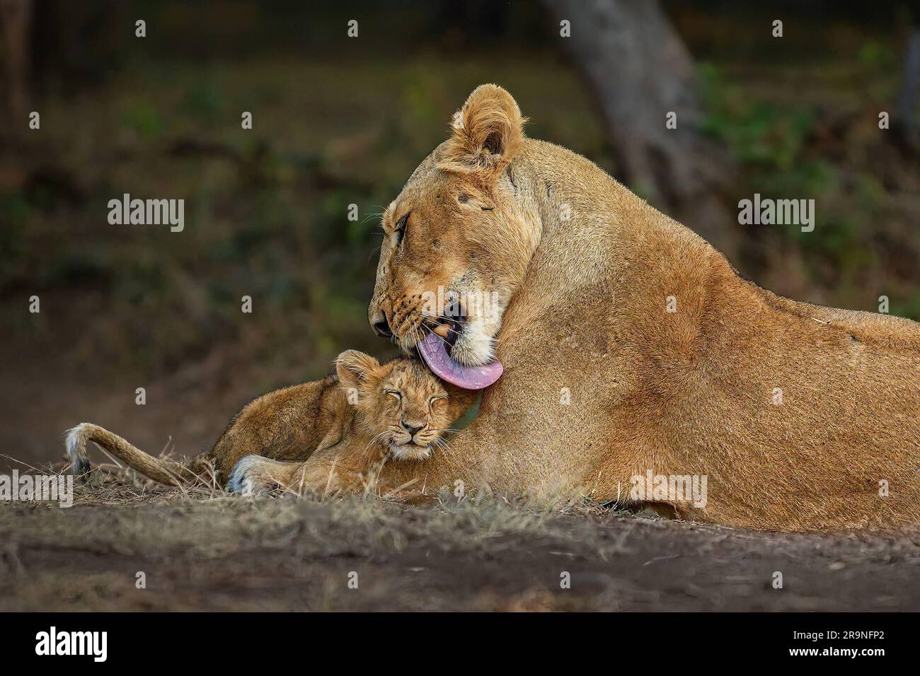 The mother lioness licks a lion cub. GIR NATIONAL PARK; INDIA: RARE and ...