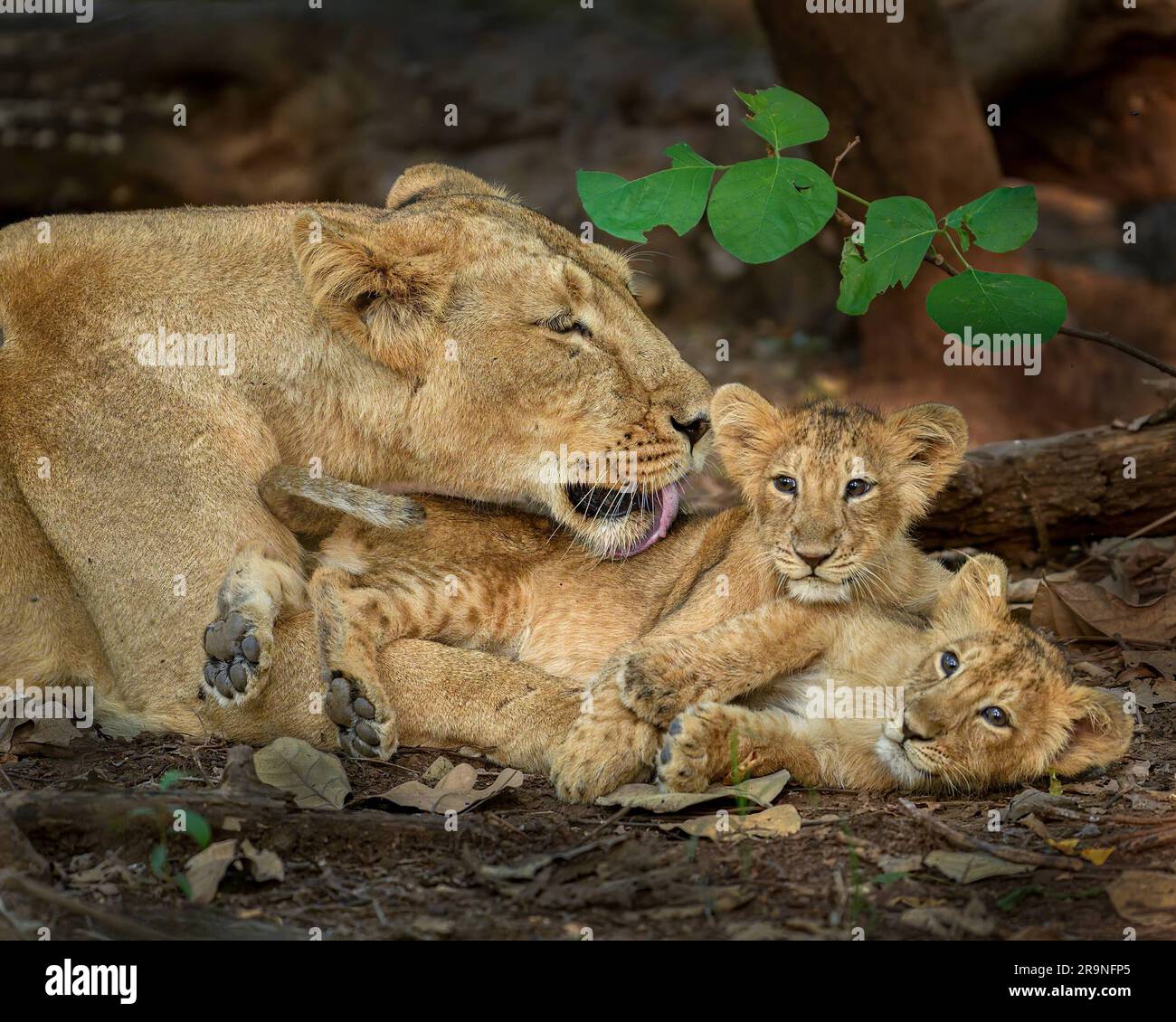 The lioness and lion cubs cuddle together. GIR NATIONAL PARK; INDIA ...
