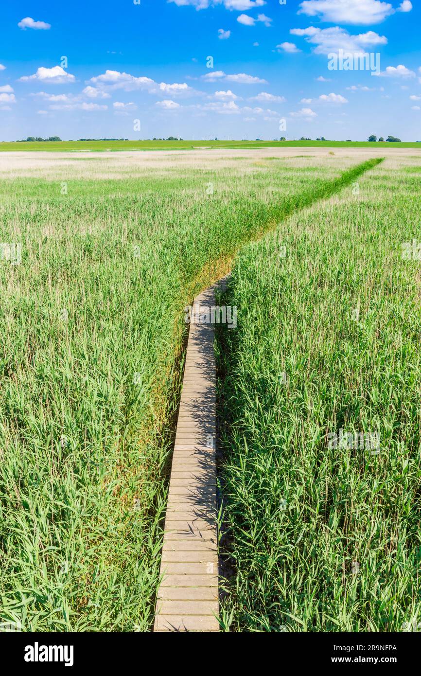 Wooden jetty in the tall green grass of Nieuwe Statenzijl, Netherlands ...