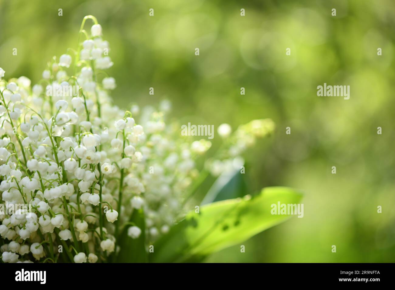 Lily of the valley flowers. Natural background with blooming lilies of ...