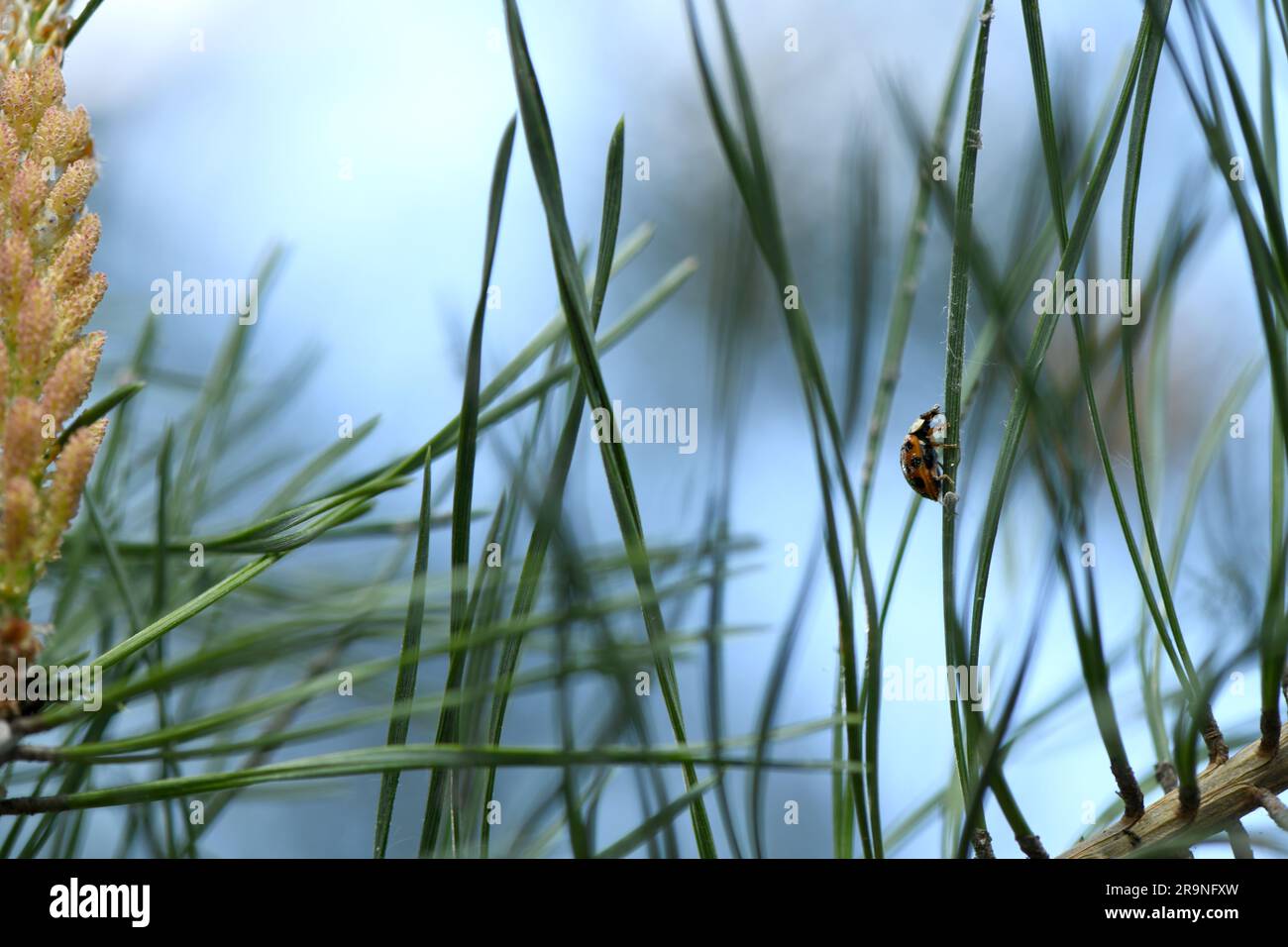 Yellow Pollen on a new pine blossom. Yellow pine cones from coniferous ...
