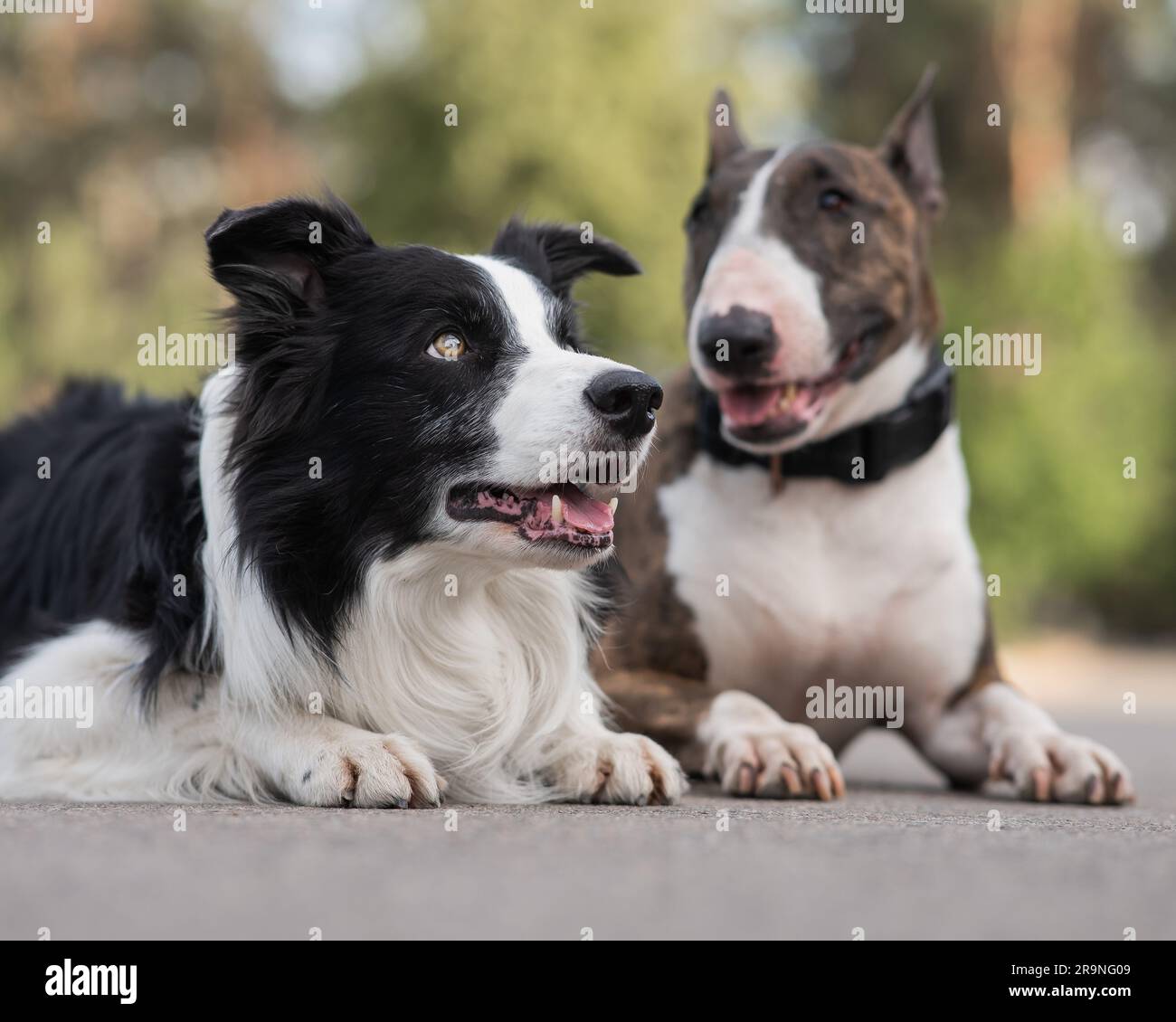 Black and white border collie and brindle bull terrier lie side by side ...
