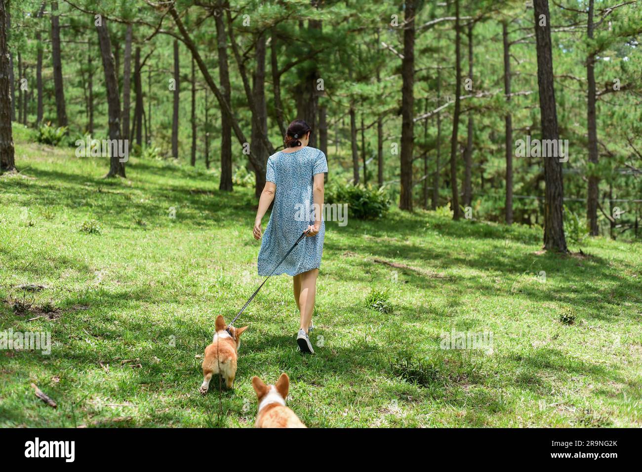 Young woman walking dogs in hi-res stock photography and images - Alamy