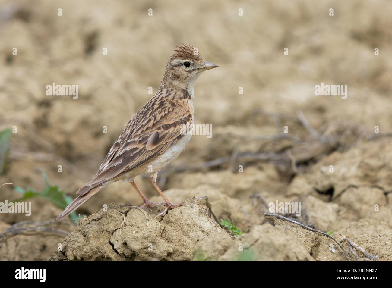 Greater Short-toed Lark (Calandrella brahydactyla), side view of an ...