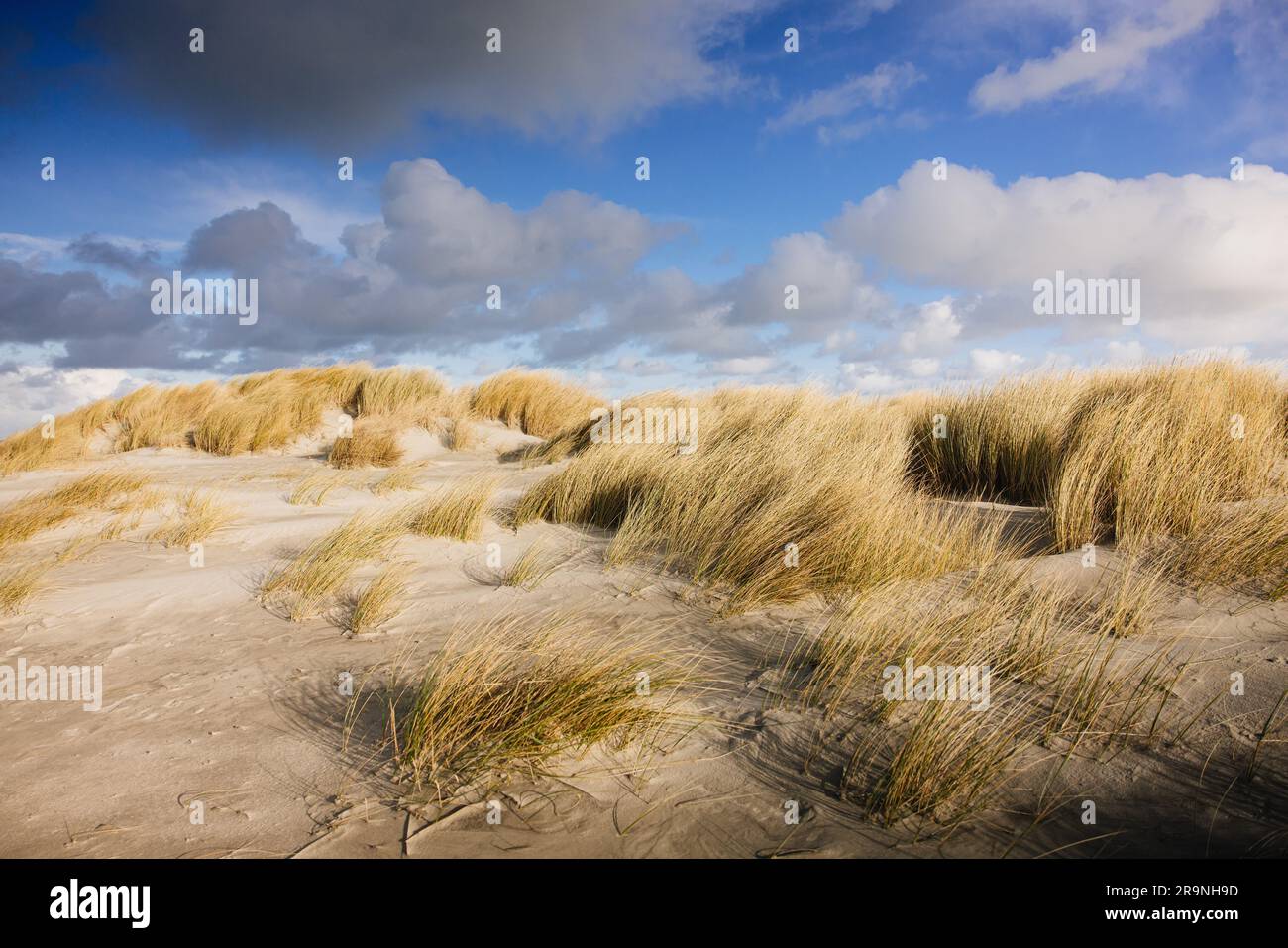 A vibrant outdoor scene of grasses on sand dunes blowing in the wind ...