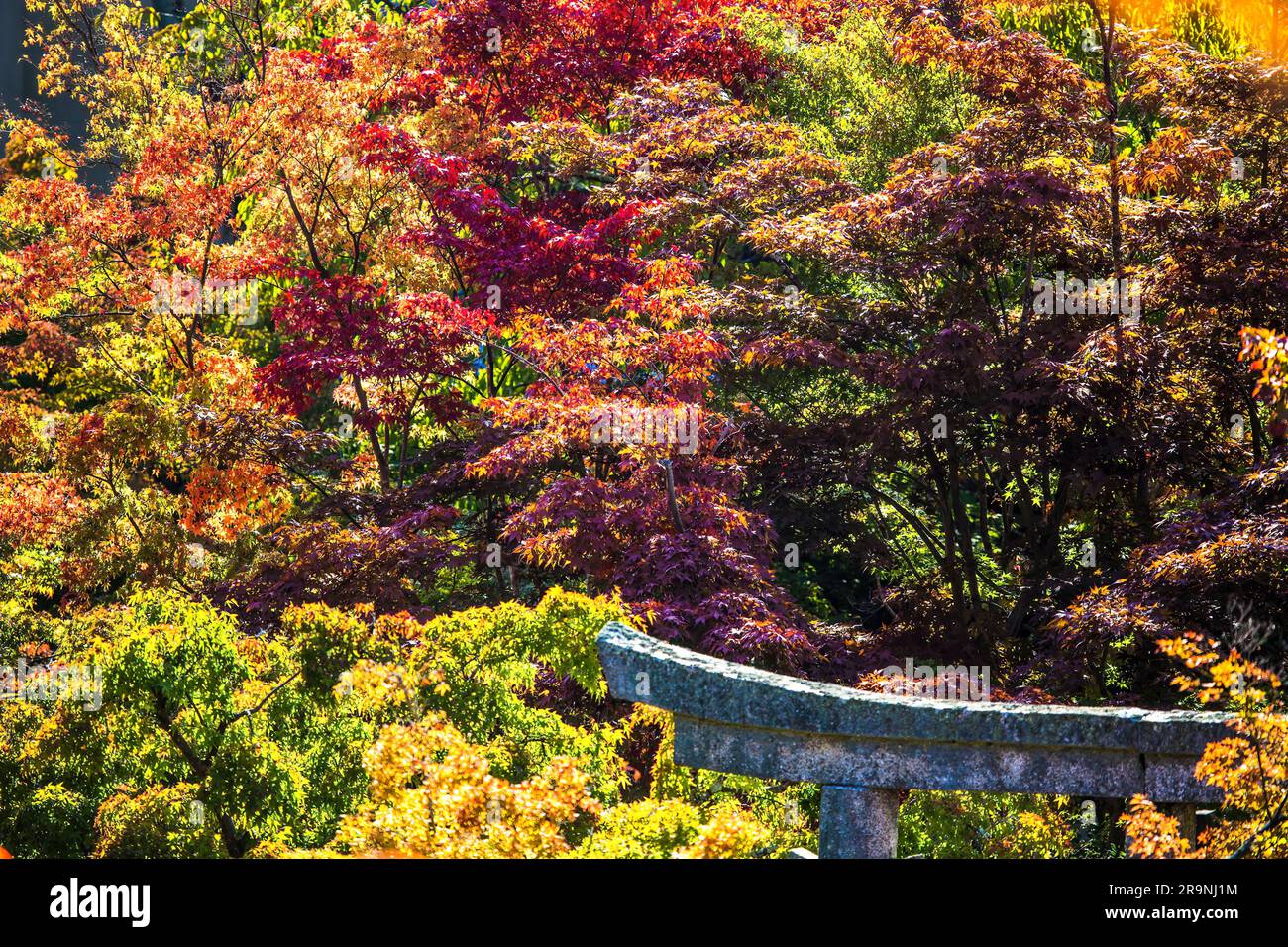 Stunning autumn (in Japan Stock Photo - Alamy