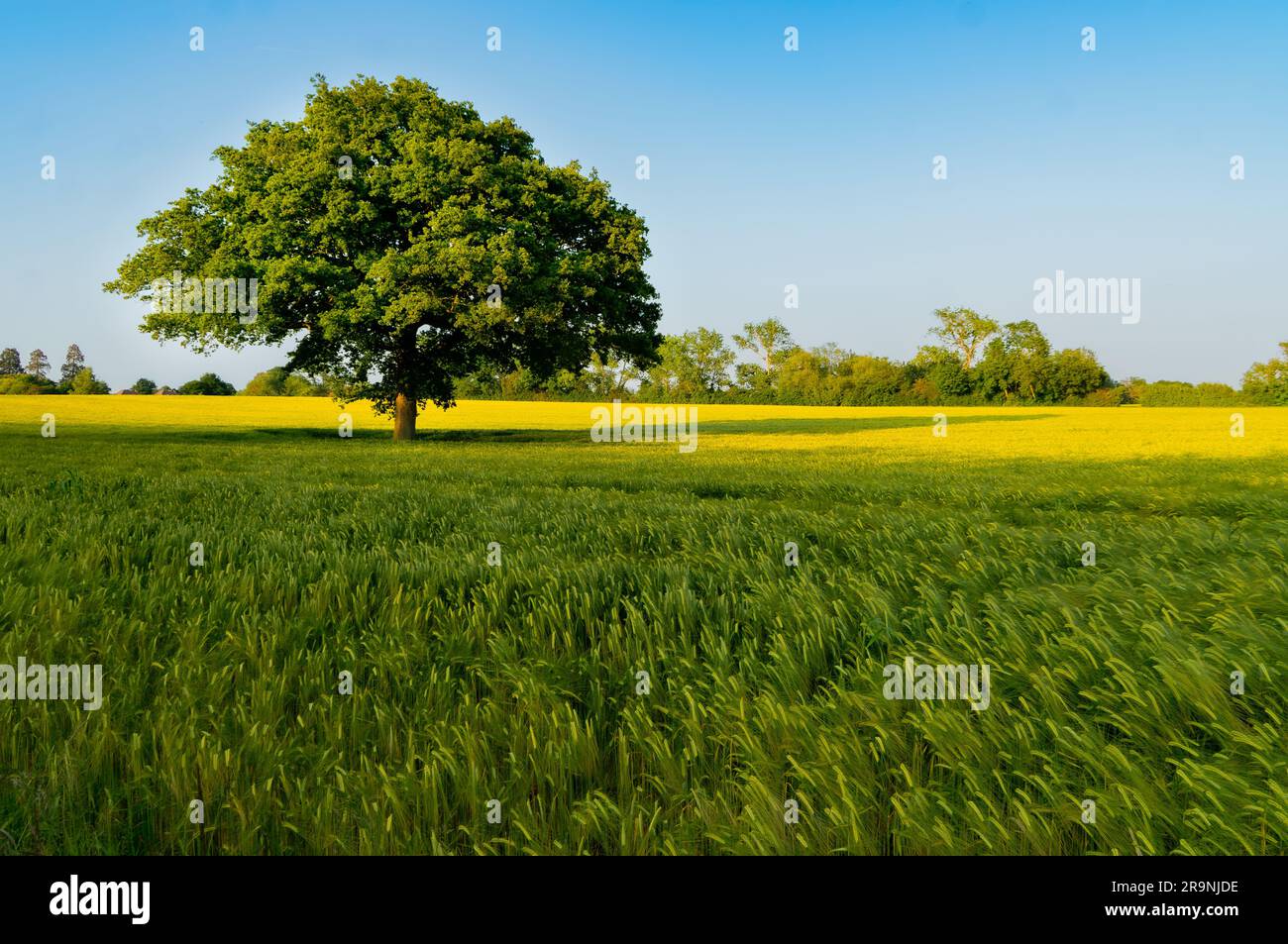 Harvest sunset in golden fields hi-res stock photography and images - Alamy