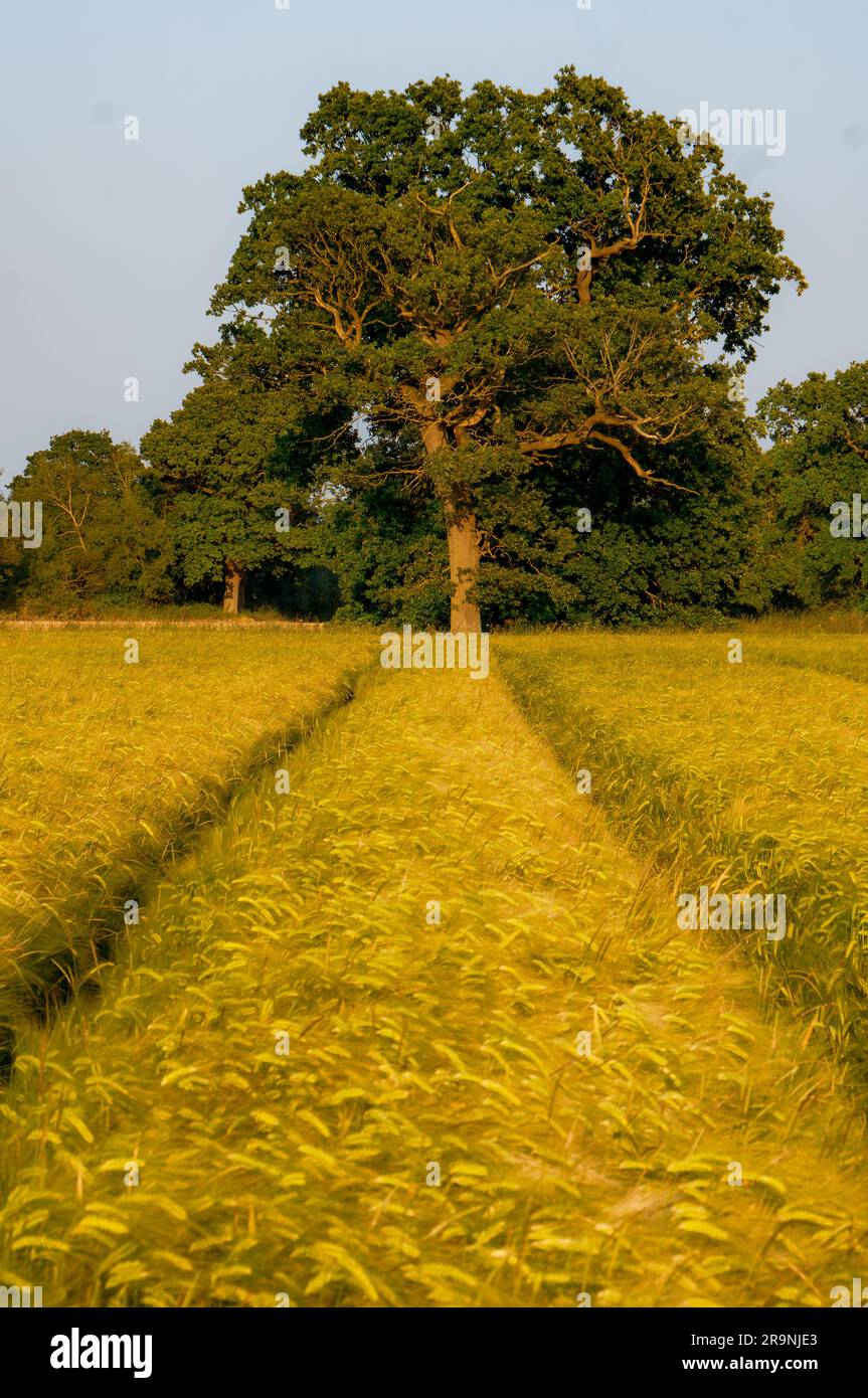Beautiful sunset over fields in Kent, UK Stock Photo - Alamy