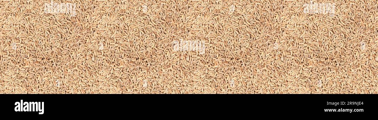 Seamless long banner, Cumin or zira isolated on white background. Top ...