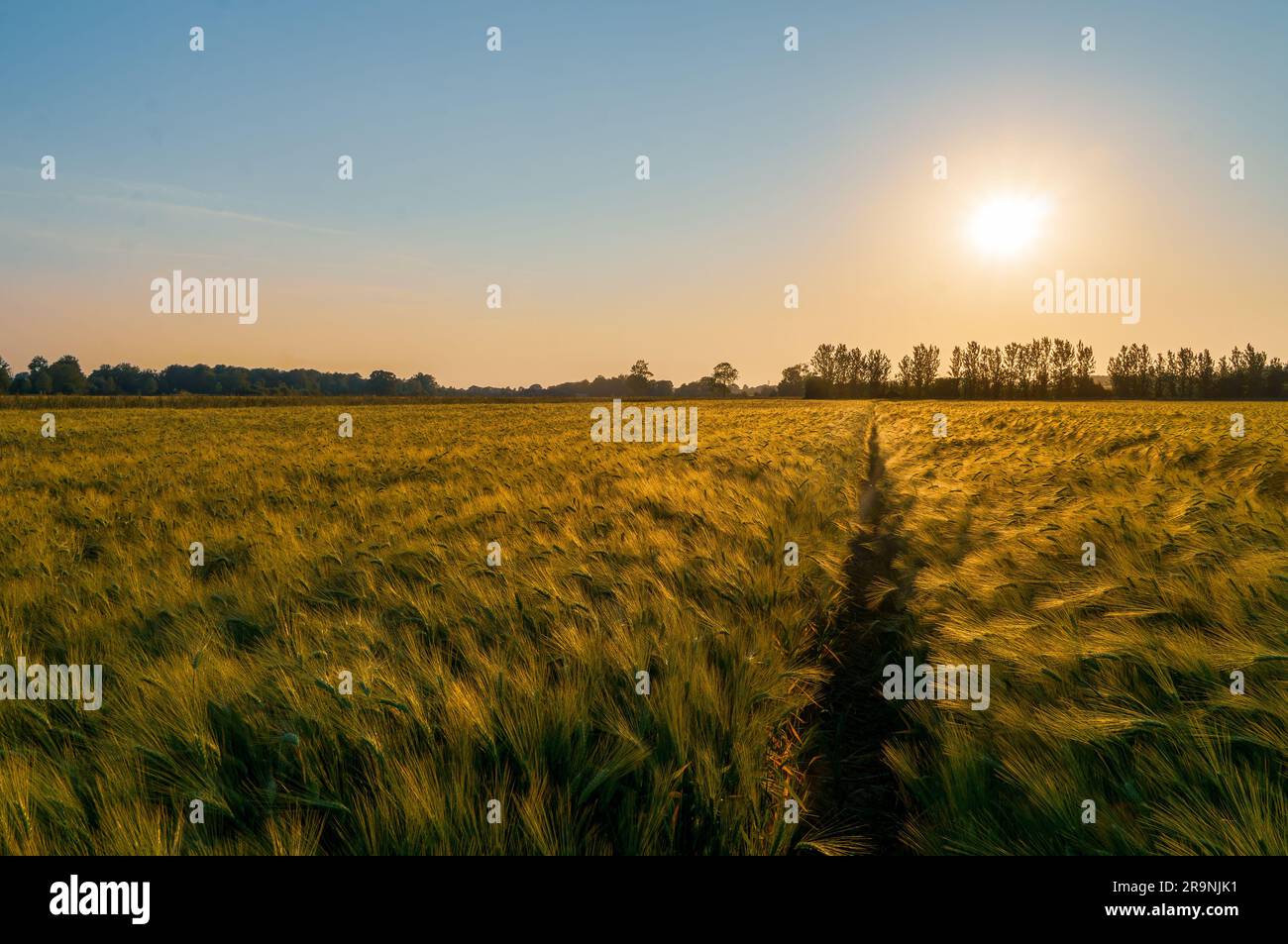 Luminous fields hi-res stock photography and images - Alamy