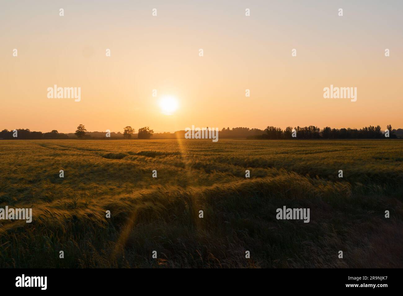 Harvest sunset in golden fields hi-res stock photography and images - Alamy