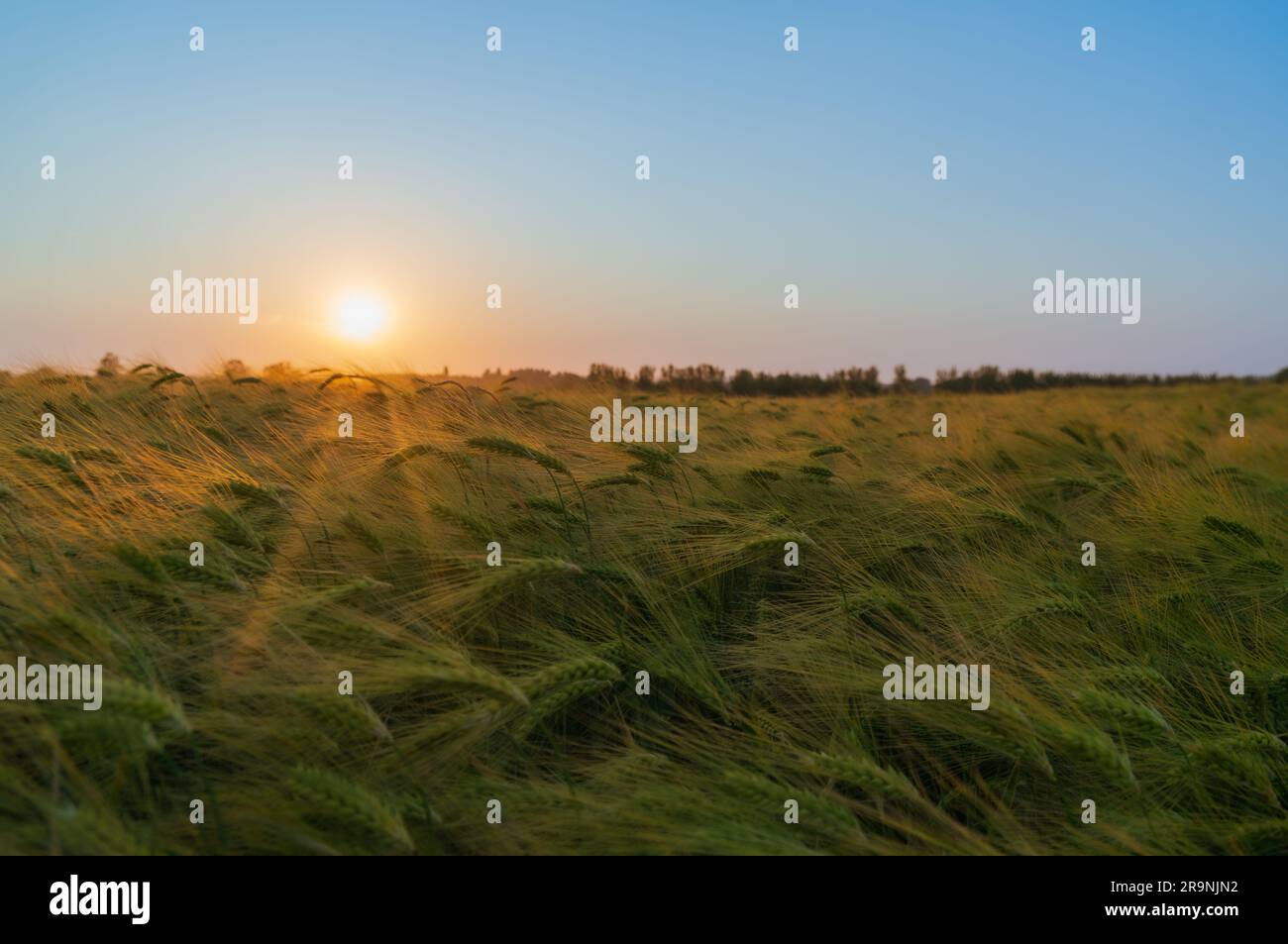 Beautiful sunset over fields in Kent, UK Stock Photo - Alamy