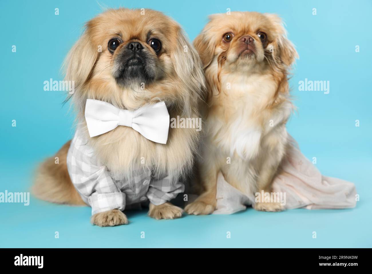 Cute Pekingese dogs in pet clothes on light blue background Stock Photo ...