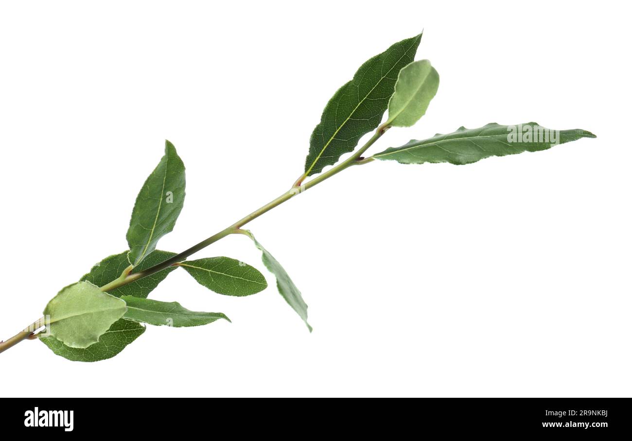 Branch with bay leaves isolated on white Stock Photo - Alamy