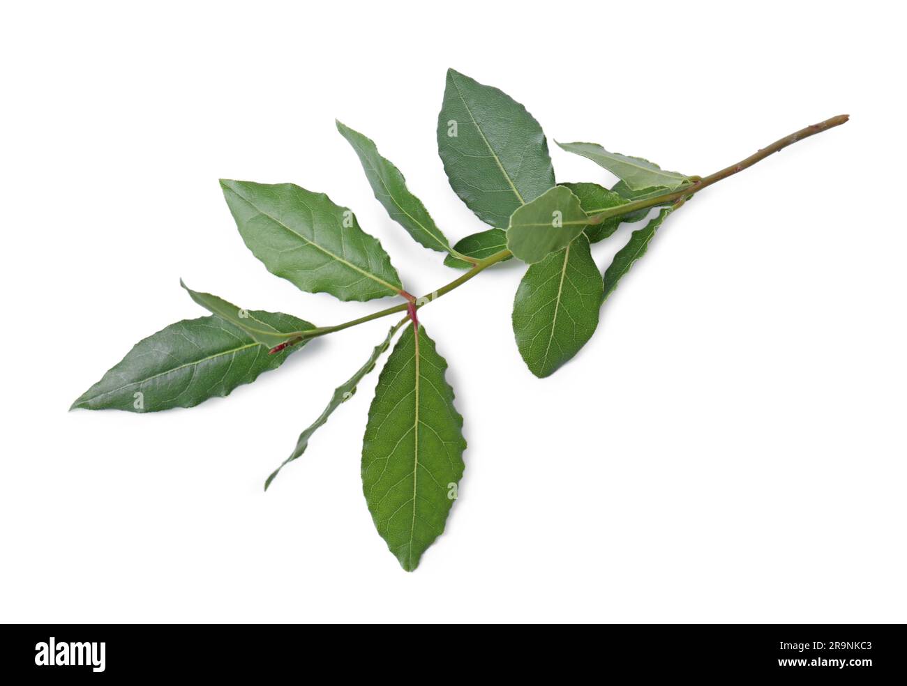 Branch with bay leaves isolated on white Stock Photo - Alamy