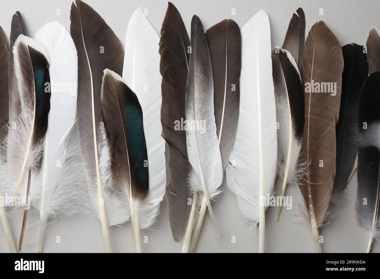 Different feathering hi-res stock photography and images - Alamy