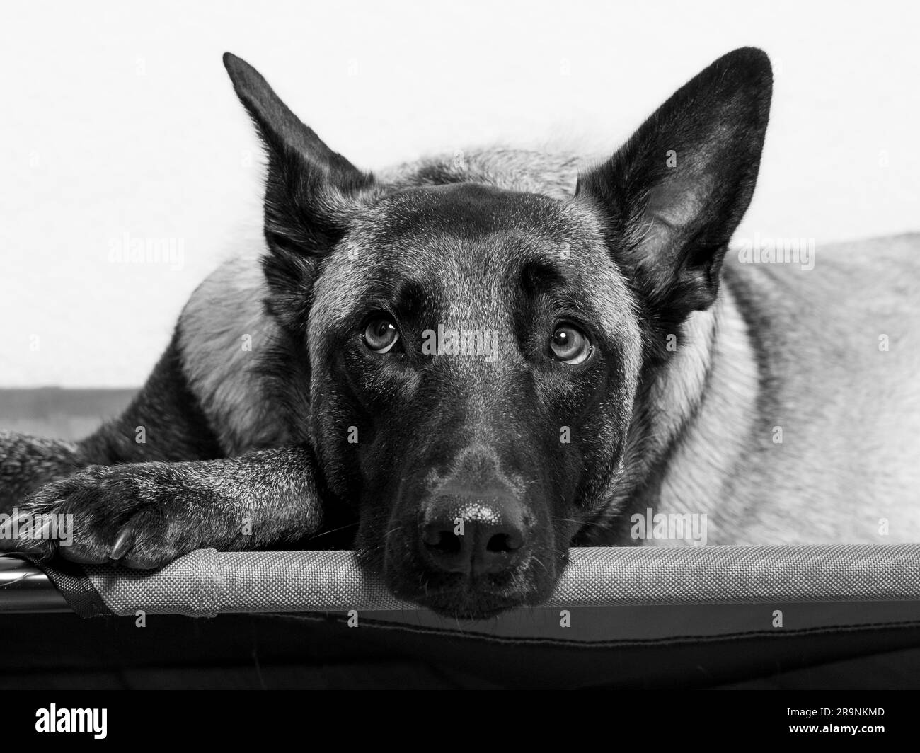 A grayscale shot of a Belgian Shepherd Malinois breed dog Stock Photo ...