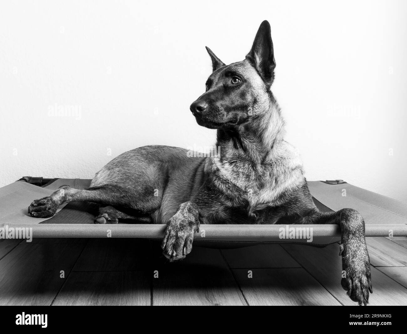 A grayscale shot of a Belgian Shepherd Malinois breed dog Stock Photo ...
