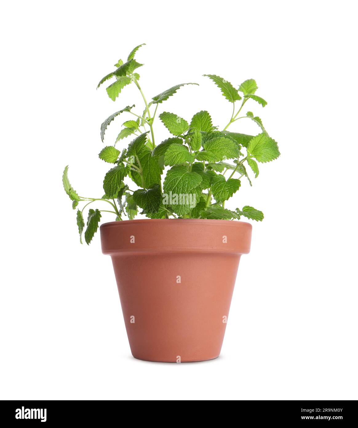 Lemon balm in clay hi-res stock photography and images - Alamy