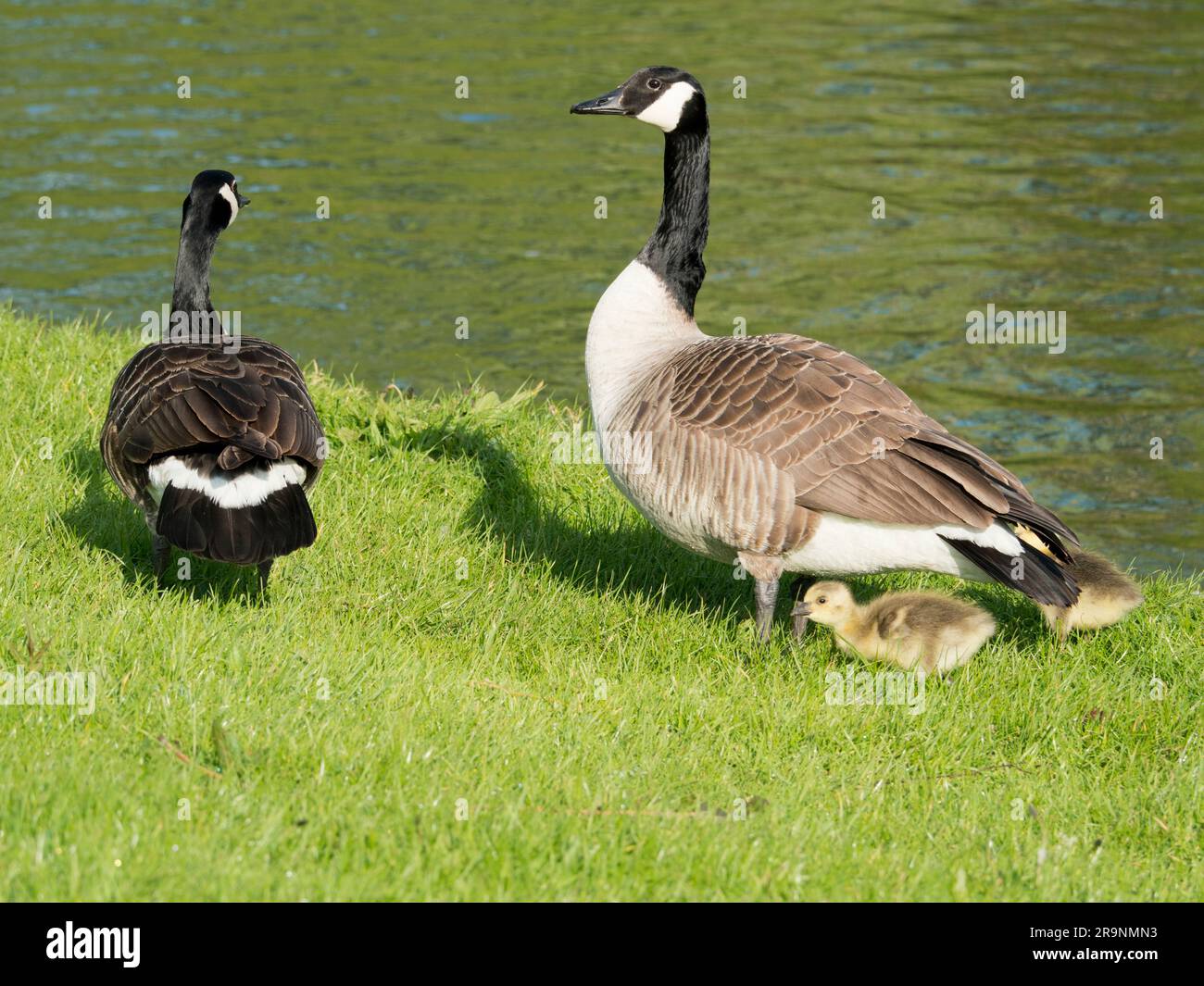 This handsome family of Canada Geese and goslings is strolling along ...