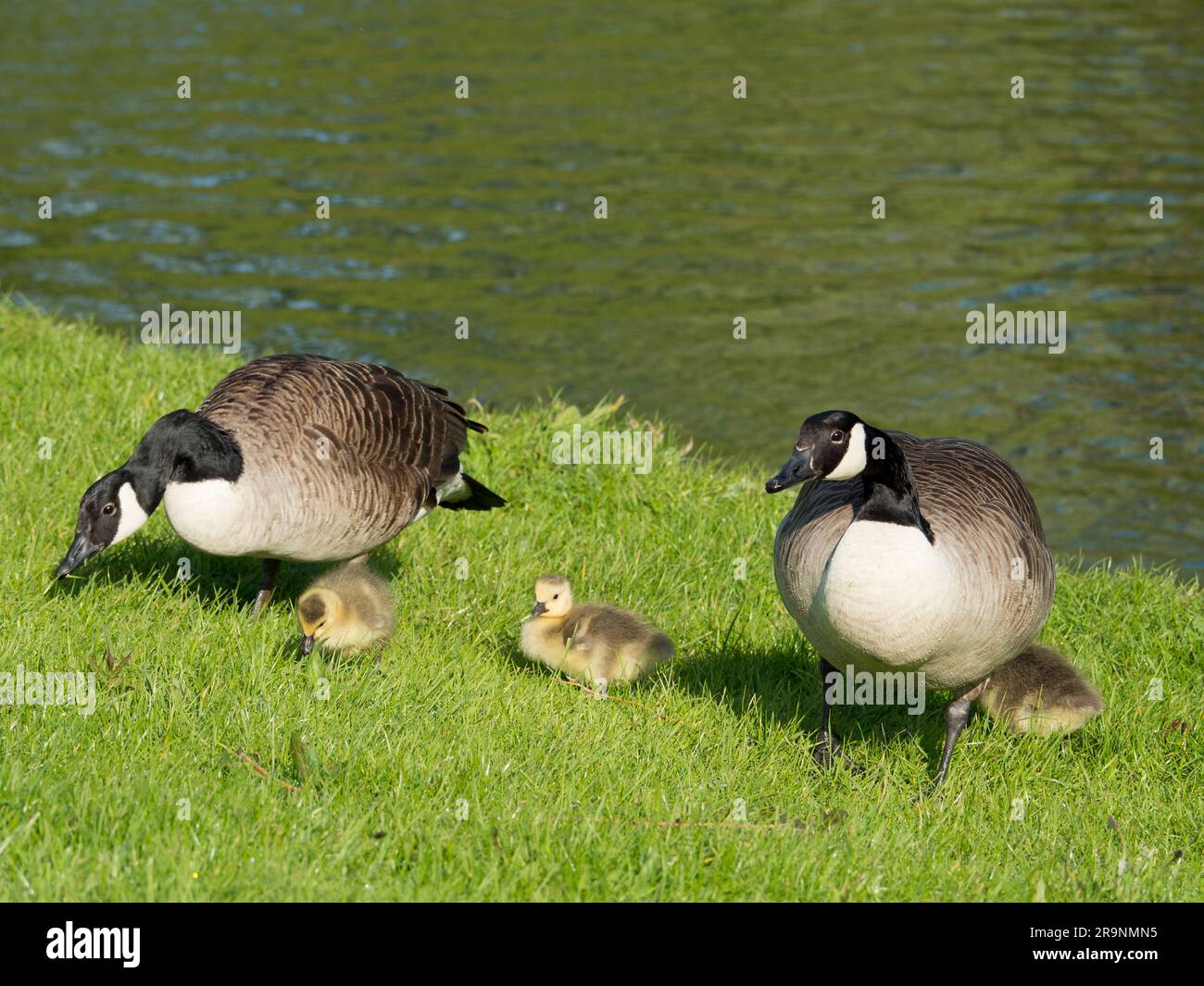 This handsome family of Canada Geese and goslings is strolling along ...