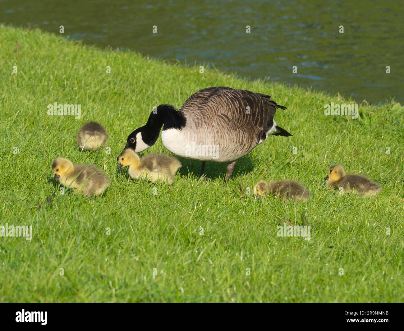This handsome family of Canada Geese and goslings is strolling along ...