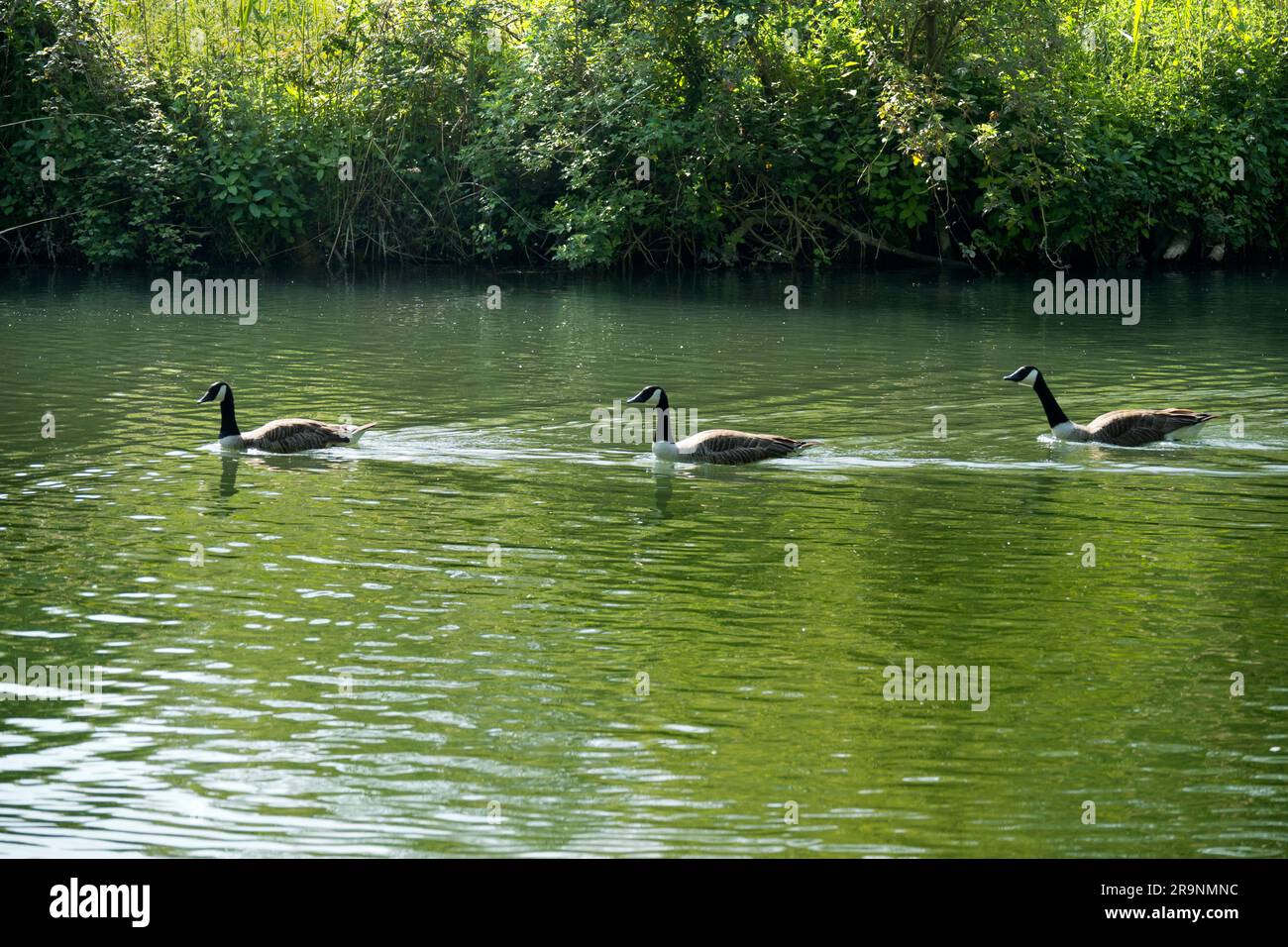 This handsome group of Canada Geese and goslings is swimming along the ...