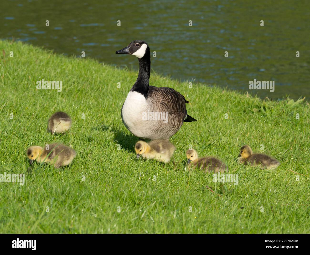This handsome family of Canada Geese and goslings is strolling along ...