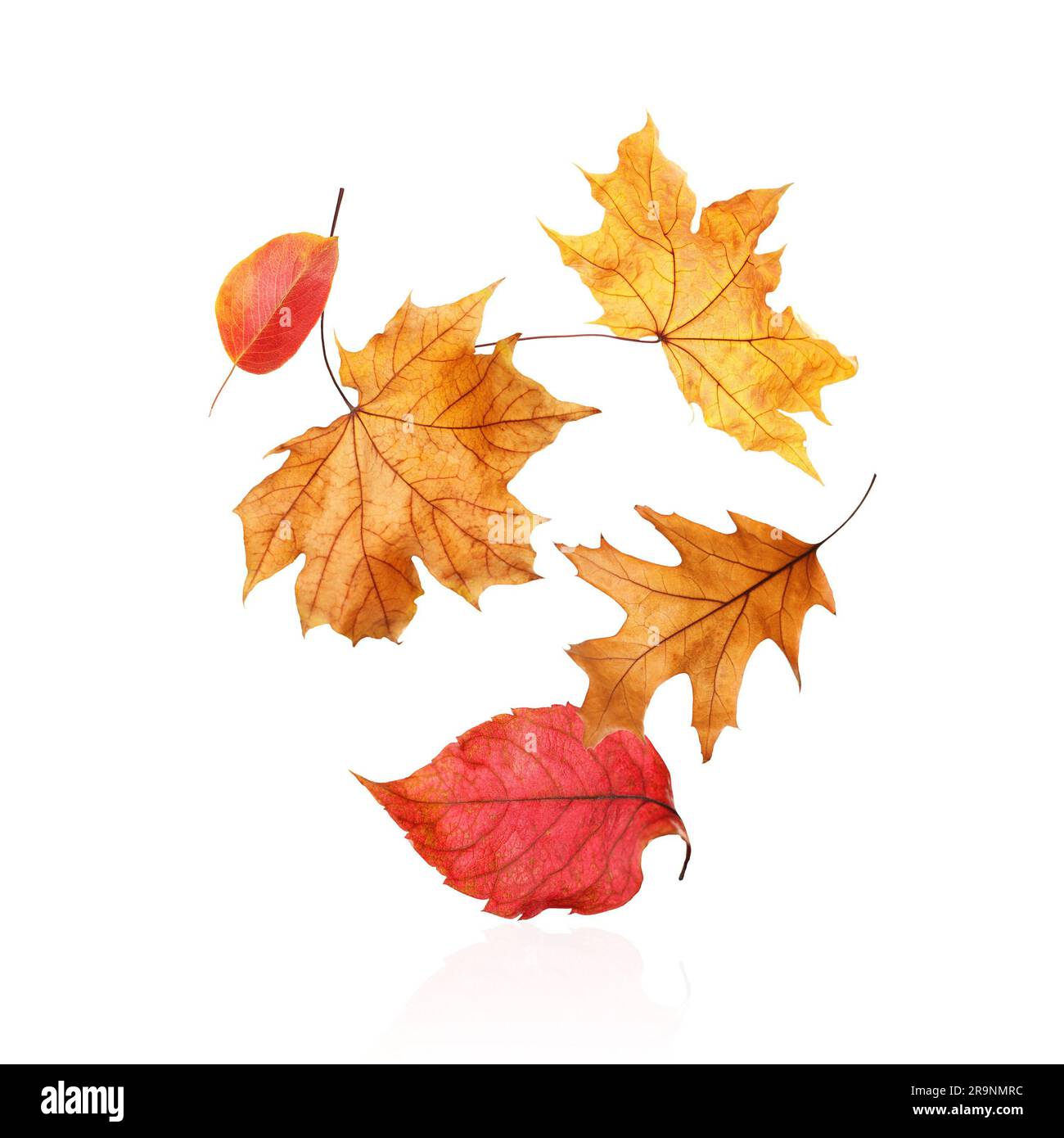Different autumn leaves falling on white background Stock Photo - Alamy
