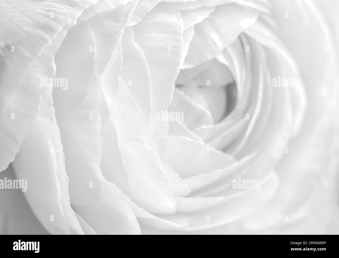 Ranunculus Black and White Stock Photos & Images - Alamy