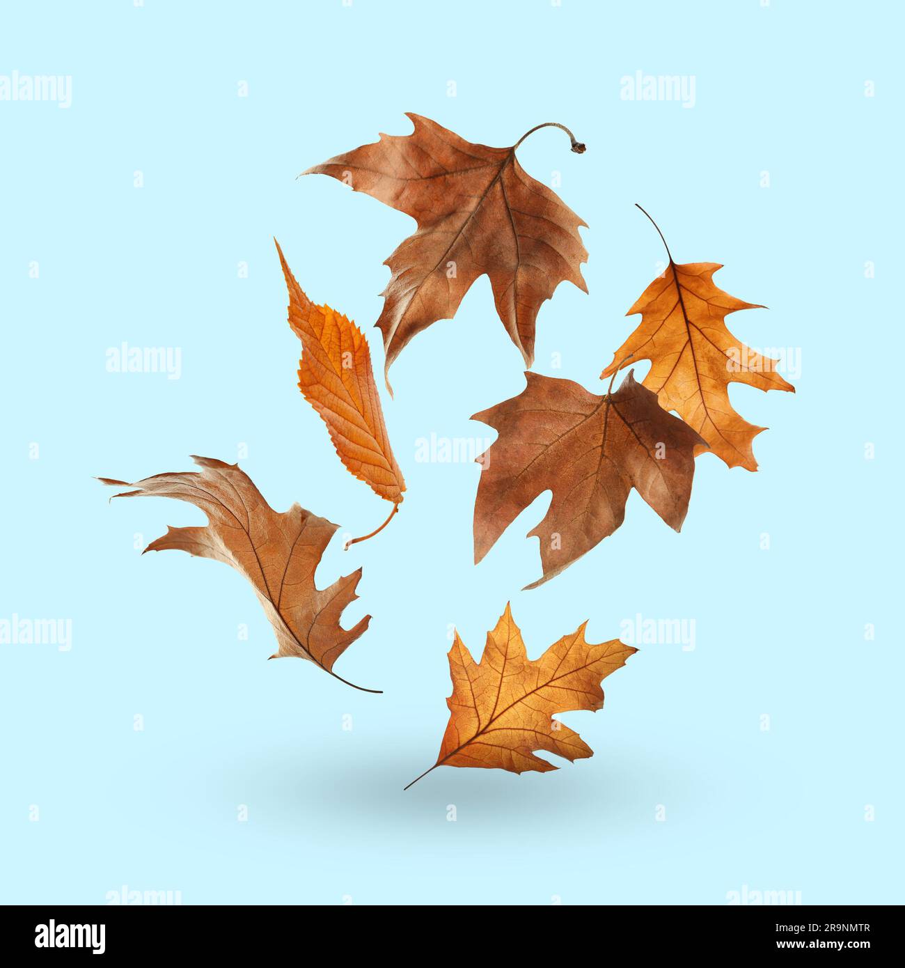 Different autumn leaves falling on pale light blue background Stock ...