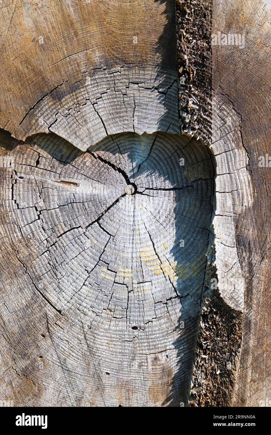 Find a white feather hi-res stock photography and images - Alamy