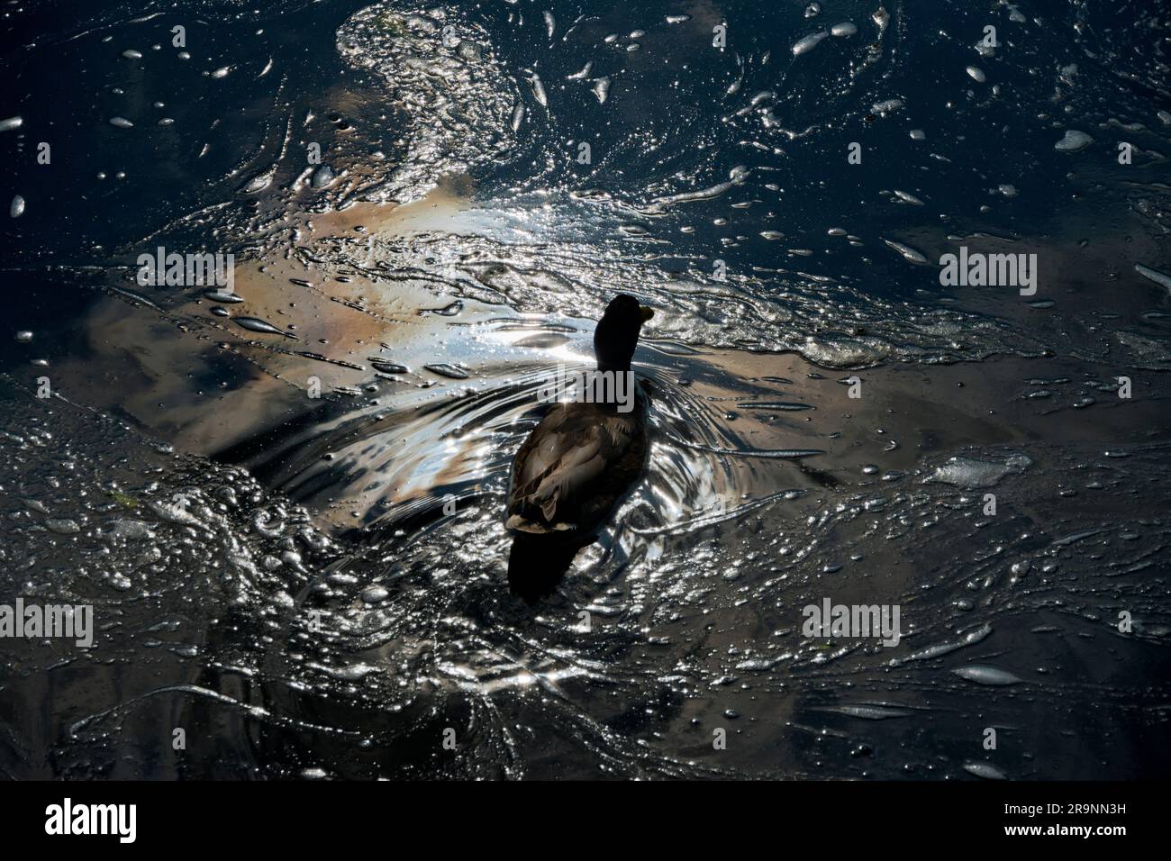 Light refraction duck hi-res stock photography and images - Alamy