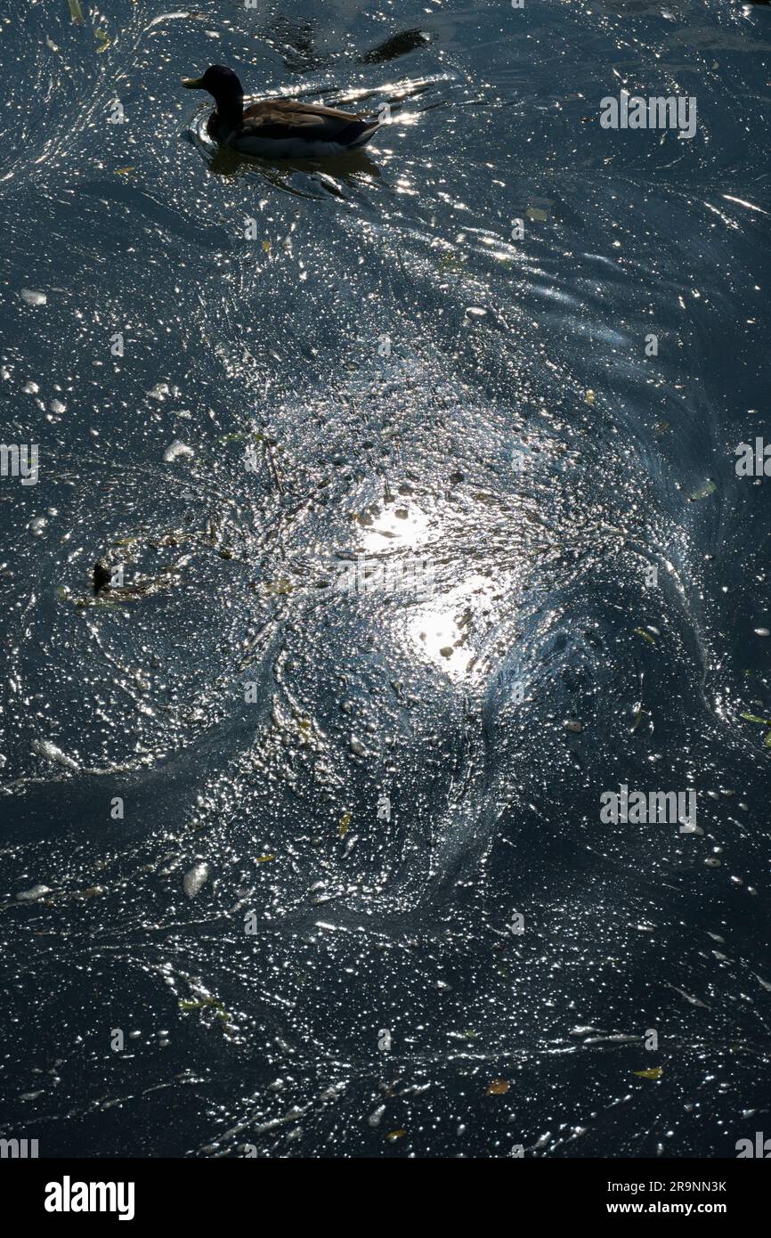 Light refraction duck hi-res stock photography and images - Alamy