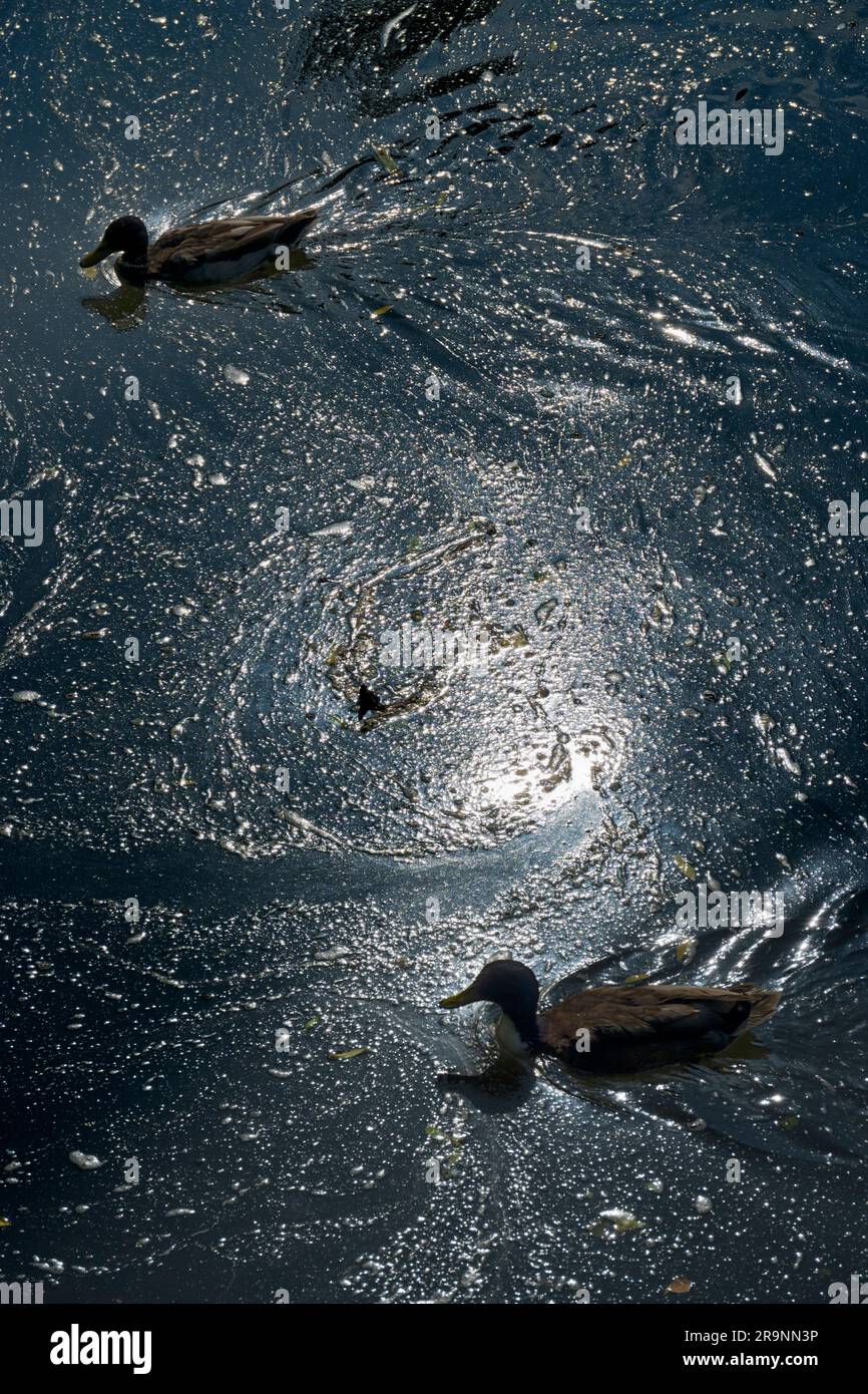 Light refraction duck hi-res stock photography and images - Alamy